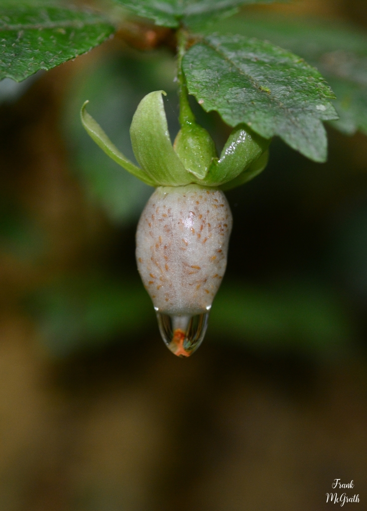 fieldia from Springbrook QLD 4213, Australia on September 29, 2023 by ...