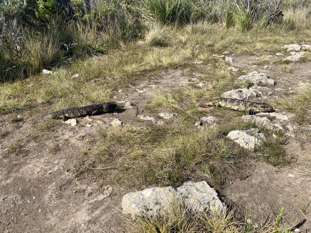 Shingleback Lizard from Piccaninnie Ponds Conservation Park, Wye, SA ...