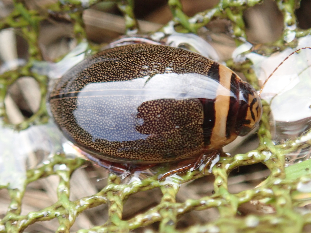 lesser spangled diving beetle from Hippolytushoef, Netherlands on September 26, 2023 at 11:45 AM ...