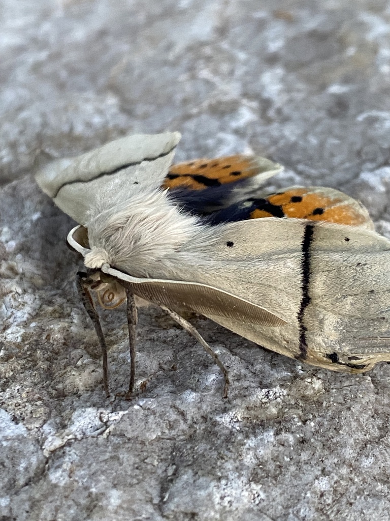 Fallen Bark Looper from The Water Way, Clifton Grove, NSW, AU on ...