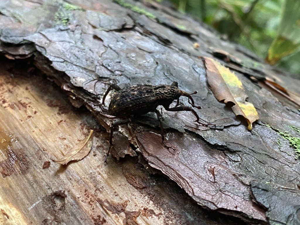 Sipalinus gigas from Bandai-Asahi National Park, Inawashiro, Yama-Gun, Fukushima, JP on ...