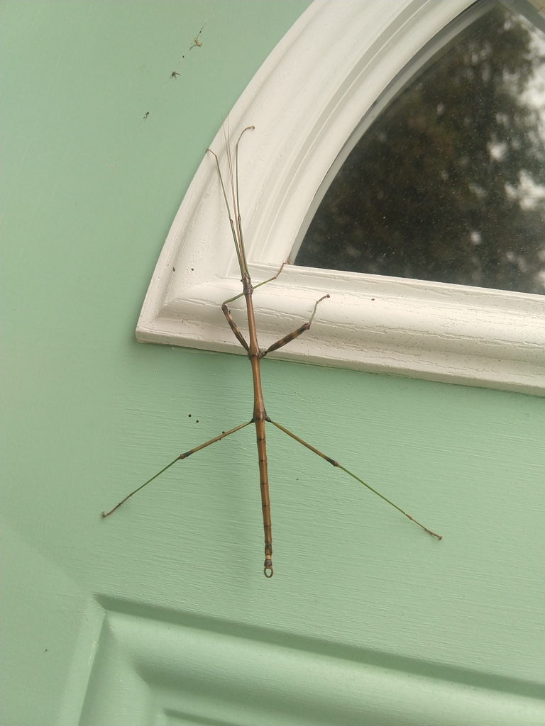 Northern Walkingstick in September 2023 by Joanna. Stick insect ...
