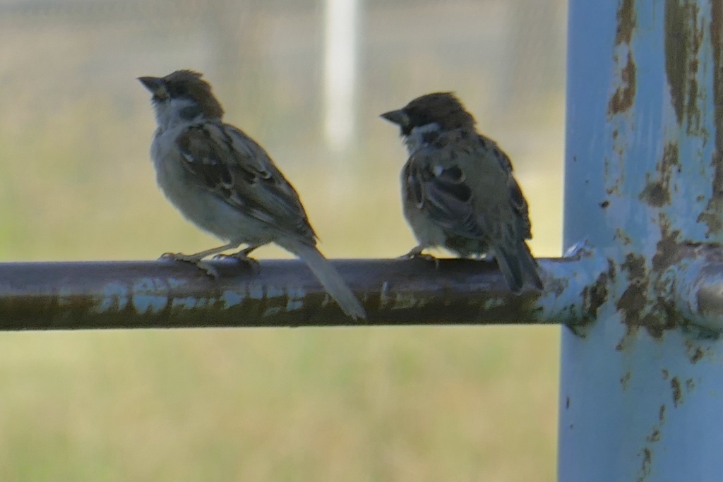 Eurasian Tree Sparrow from Utsubohommachi 1-Chōme, Nishi, Osaka, Osaka ...