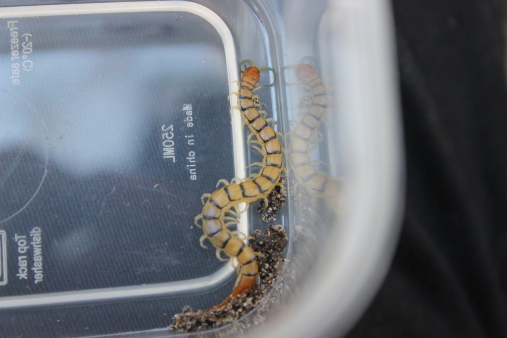 Common Centipedes from Brisbane QLD, Australia on September 29, 2023 at ...
