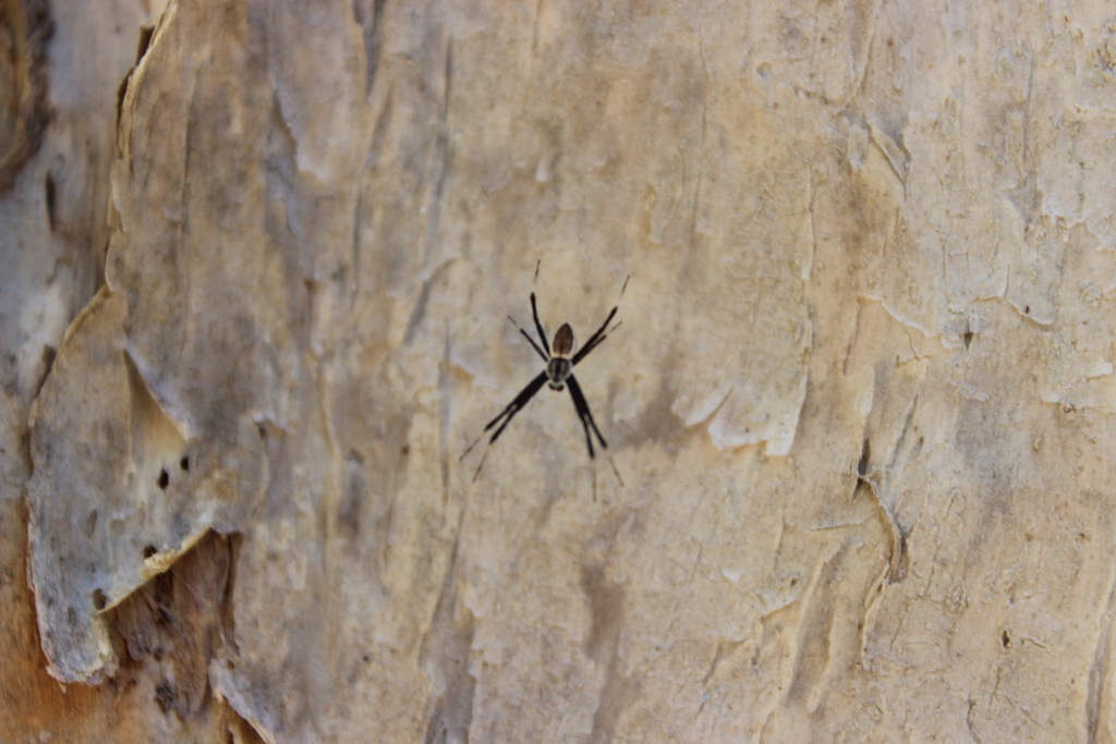 Bark-hugging Saint Andrew's Cross Spider from Brisbane QLD, Australia ...