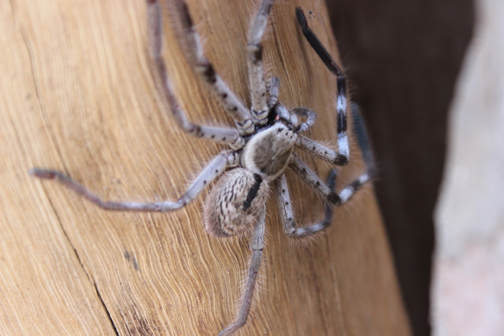 Grey Huntsman Spider from Brisbane QLD, Australia on September 29, 2023 ...