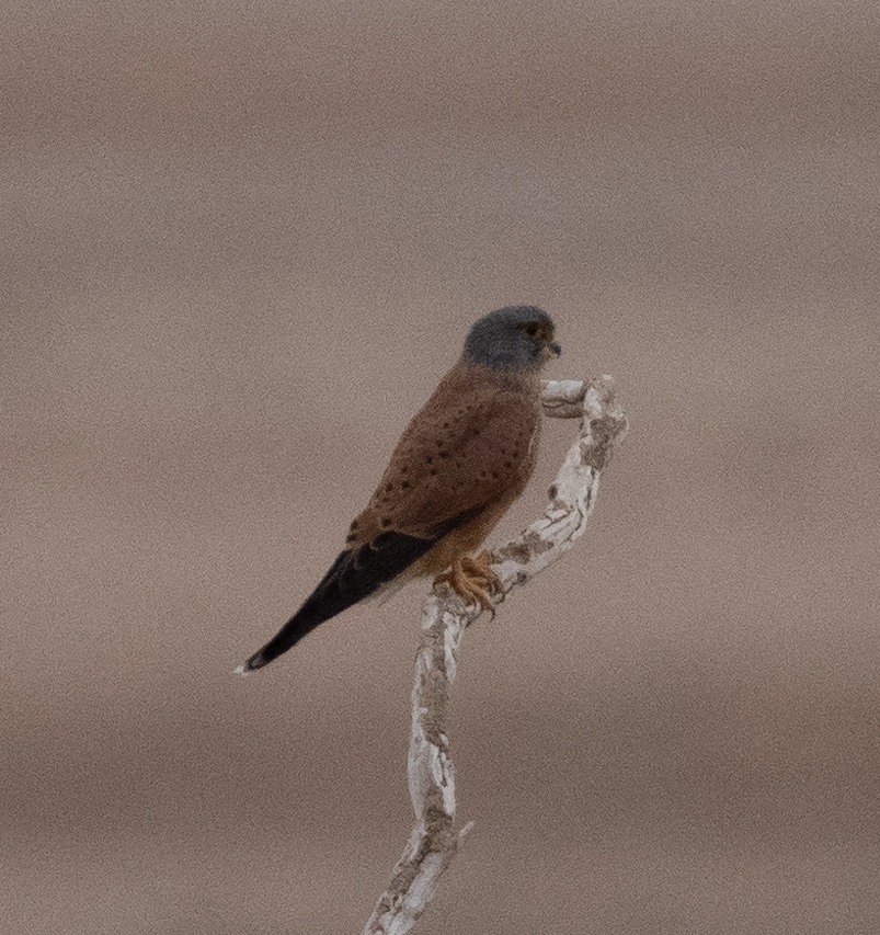 Rock Kestrel from Hardap Region, Namibia on August 9, 2023 at 04:54 PM ...