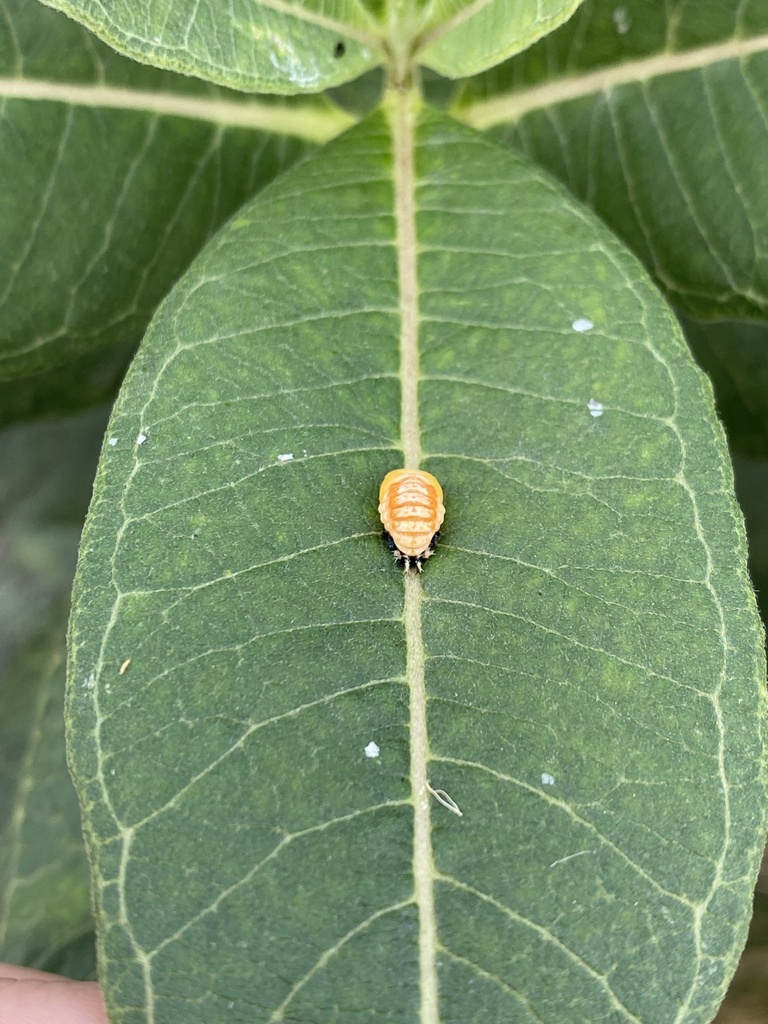 Winged and Once-winged Insects from Frohring Meadows, Chagrin Falls, OH ...