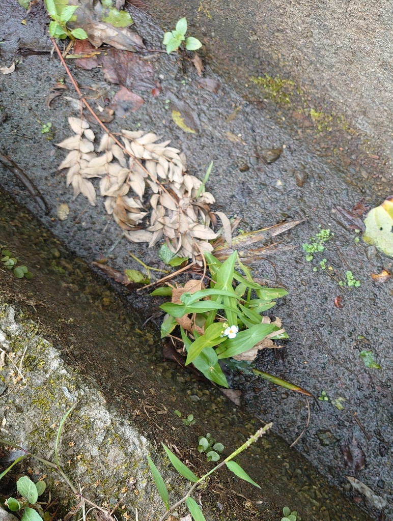 Chinese Arrowhead from 253台灣新北市石門區九芎林 on September 17, 2023 at 09:33 AM ...