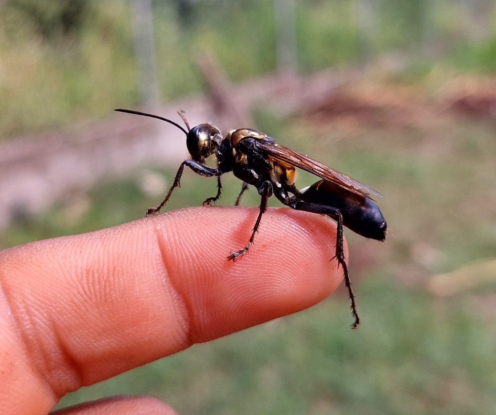 Golden-reined Digger Wasp from 2X8W+8F6, El Zamorano, Honduras on ...