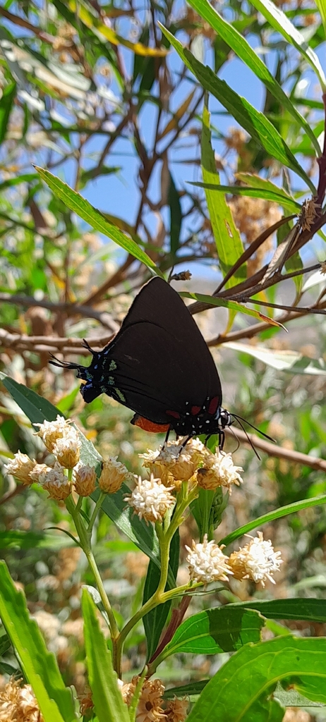 Atlides halesus corcorani from 42439 Hgo., México on September 29, 2023 ...
