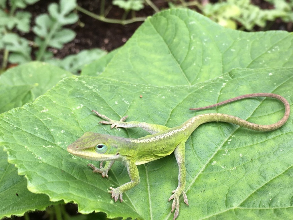 Green Anole from Chatham County, NC, USA on August 9, 2020 at 04:22 PM ...