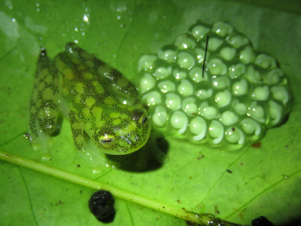 Reticulated Glass Frog from Reserva Río Manduriacu on February 9, 2018 ...