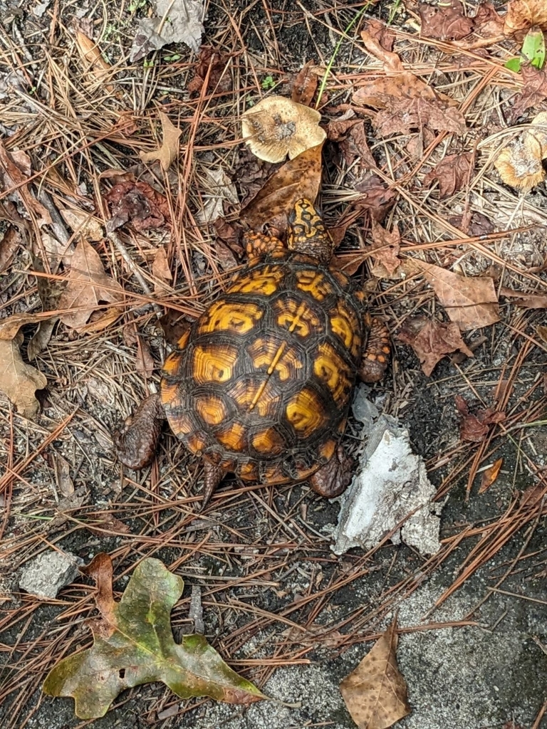 Eastern Box Turtle in September 2023 by erica flory · iNaturalist