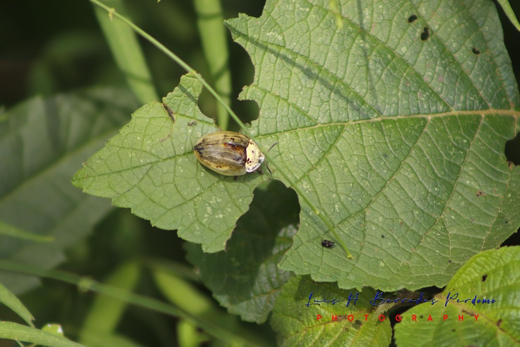 Wild Olive Tortoise Beetle from Reserva Territorial, Col Santa Bárbara ...