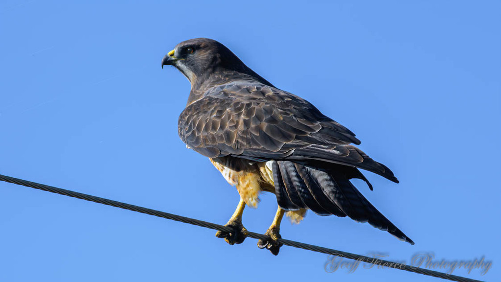 Swainson's Hawk from West St. Paul, MB, Canada on September 29, 2023 at ...
