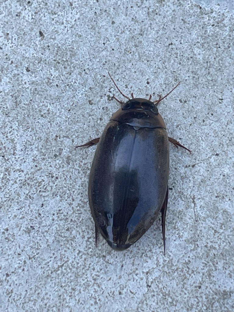 Cosmopolitan Diving Beetle from Upper Sweetwater Creek Reserve ...