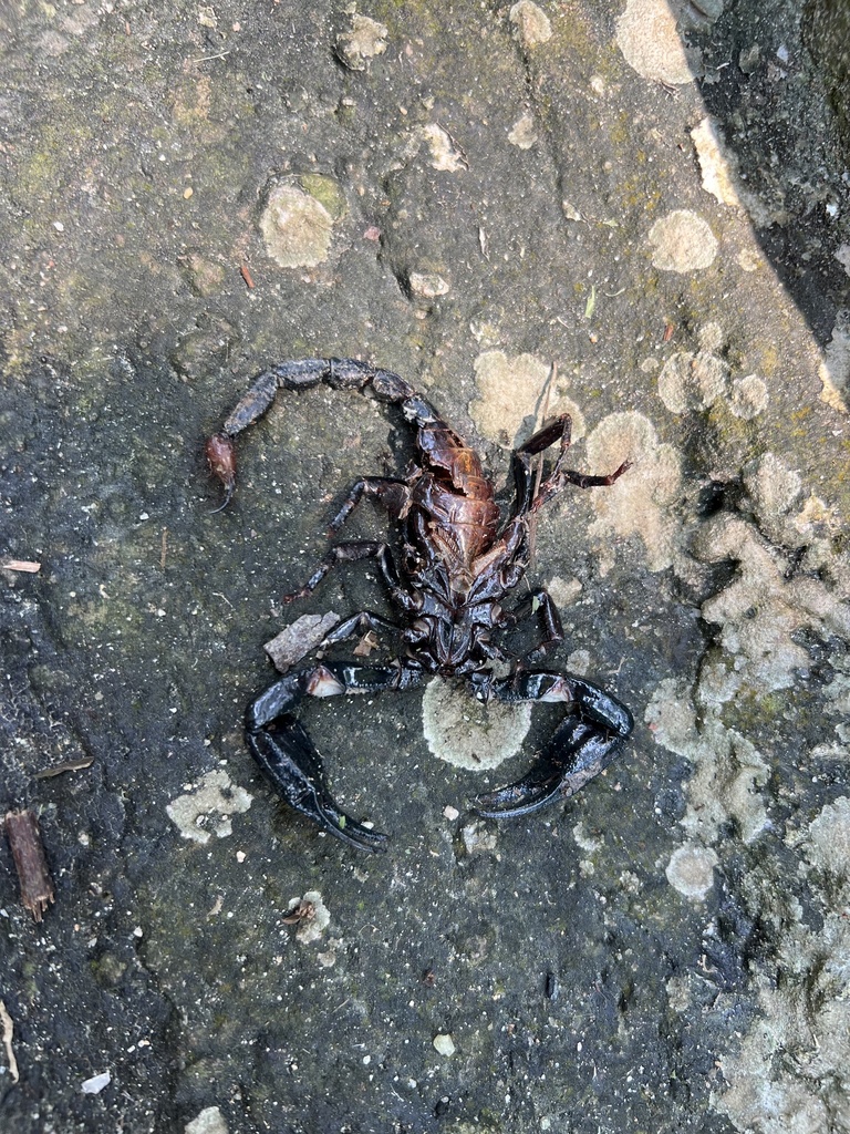 Giant Blue Scorpion from Boulder, Kuala Lumpur, Kuala Lumpur, MY on ...