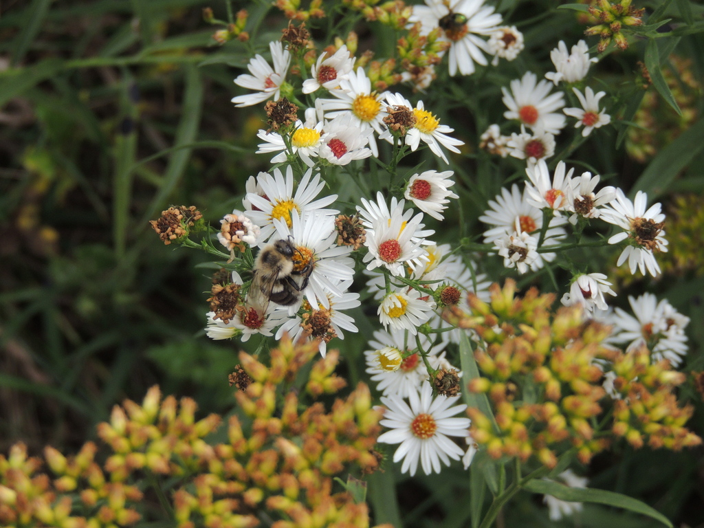 Common Eastern Bumble Bee from De Pere, WI, USA on September 28, 2023 ...