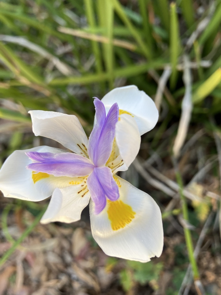 Fortnight Lilies from Avalon Rd, Sheldon, QLD, AU on September 30, 2023 ...