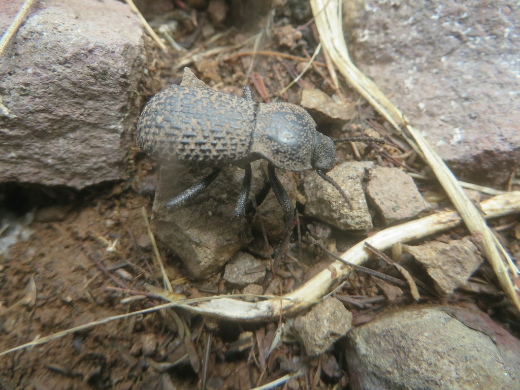 Cryptoglossa variolosa from Unnamed Road, Sonora, México on June 14 ...