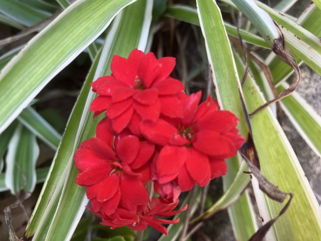 flowering plants from Avalon Rd, Sheldon, QLD, AU on July 13, 2023 at ...