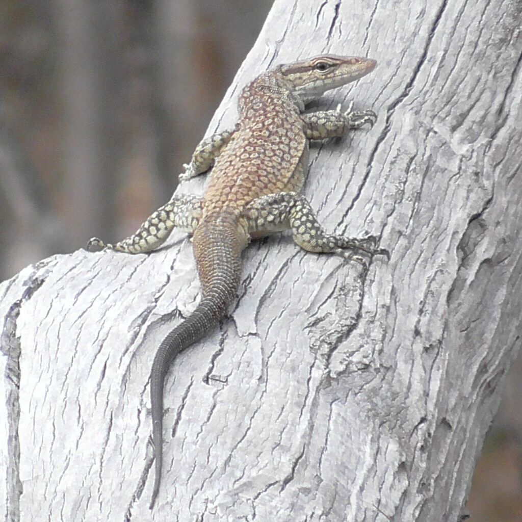 Freckled Monitor from Watsonville QLD 4887, Australia on September 30 ...