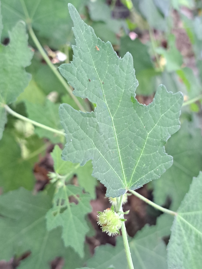Caesar weed from 804台灣高雄市鼓山區桃源里 on September 30, 2023 at 10:21 AM by ...