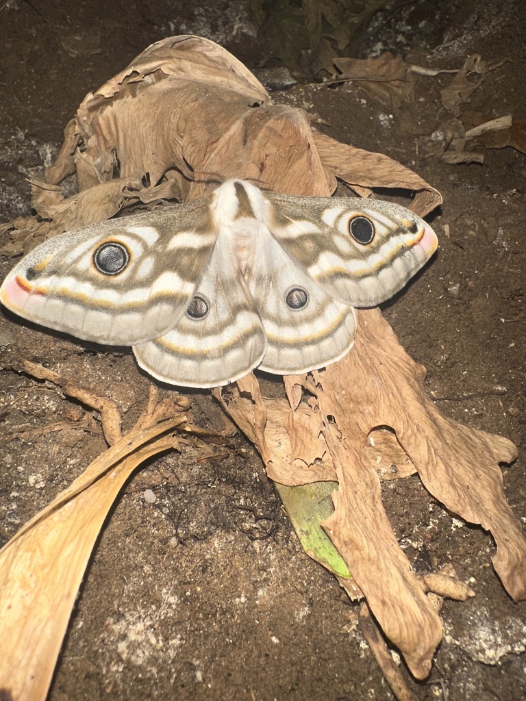 Apollo Marbled Emperor from Bushman Sands Country Estate, Alicedale, EC ...