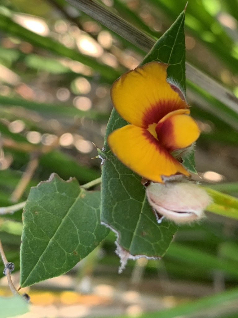 Common Flat-pea from Casuarina Dr, Frankston South, VIC, AU on ...