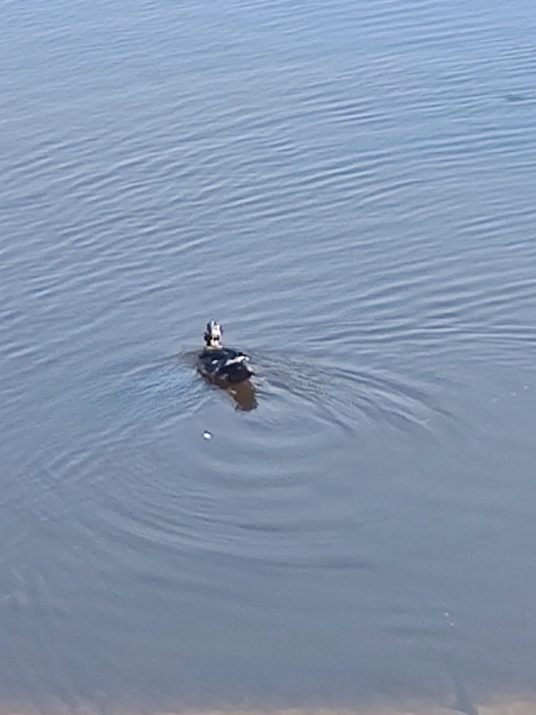 Domestic Muscovy Duck from R748+45 Acumulare Dumbrăvița, România on ...