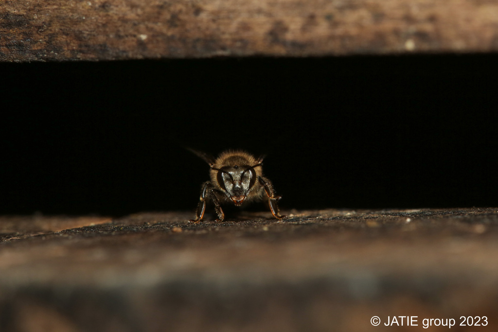 Indian Honey Bee from Udugama, Sri Lanka on August 24, 2023 at 07:45 AM ...