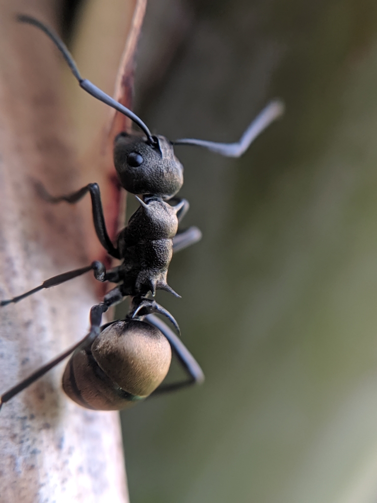 Rich Spiny Sugar ant from 6 ตำบล ชะอม อำเภอแก่งคอย สระบุรี 18110 ประเทศ ...