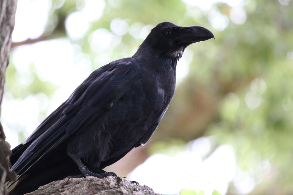 Japanese Crow from Nijoojiminami, Nara, 630-8012日本 on August 15, 2018 ...