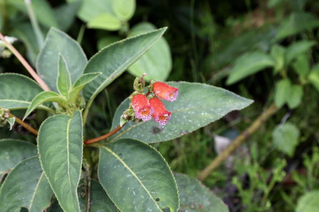 Pearcea reticulata from Кантон Баньос, Эквадор on August 11, 2016 at 03 ...