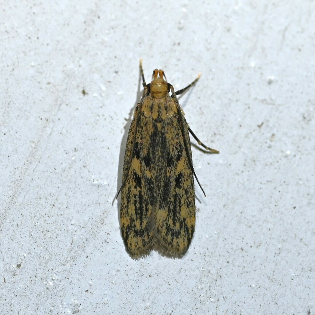 Square-spotted Martyringa Moth from Columbia, MO, USA on September 30 ...