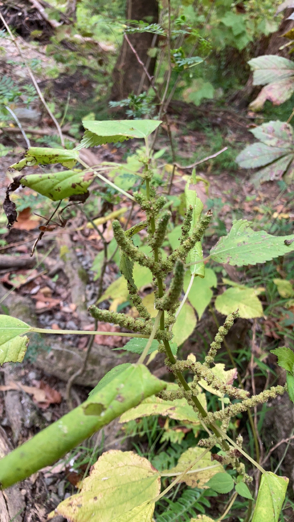 false nettle from McLean on September 29, 2023 at 02:09 PM by Joshua ...