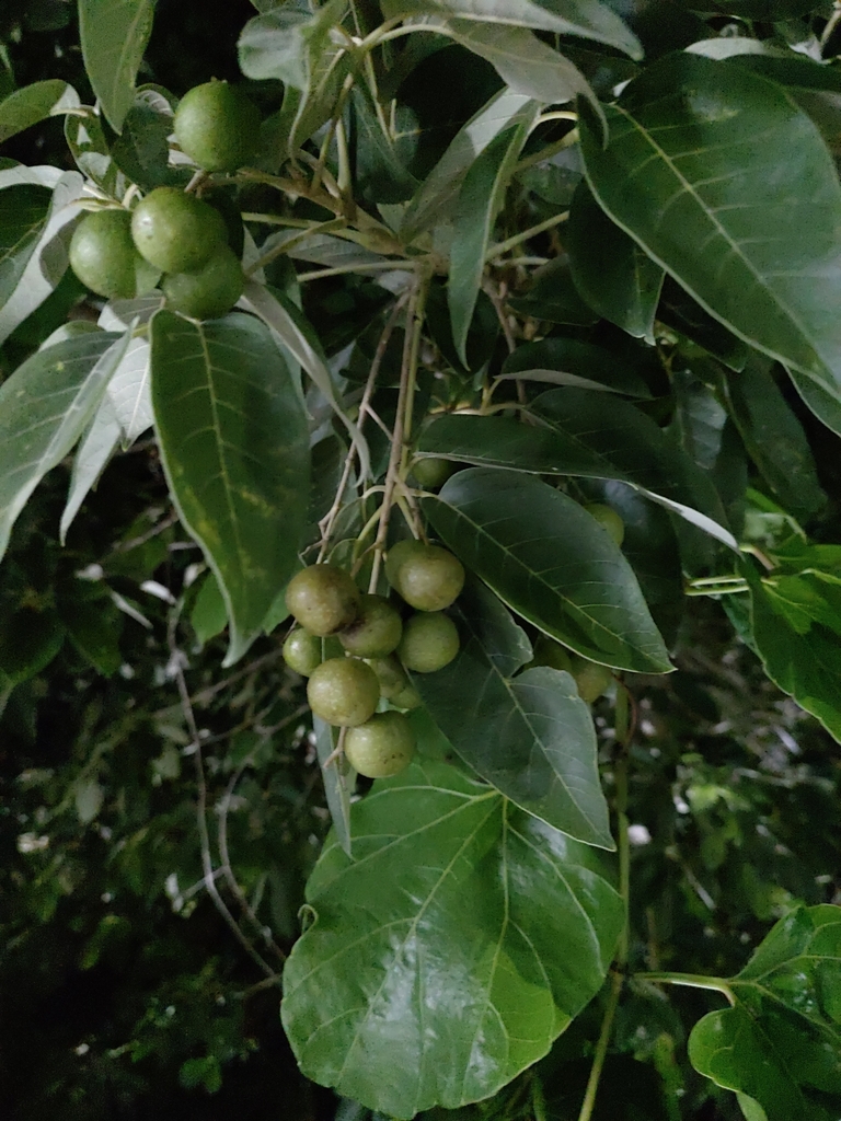 Vitex gaumeri in September 2023 by Tlacaixpihquetl Jimenez Rincon ...