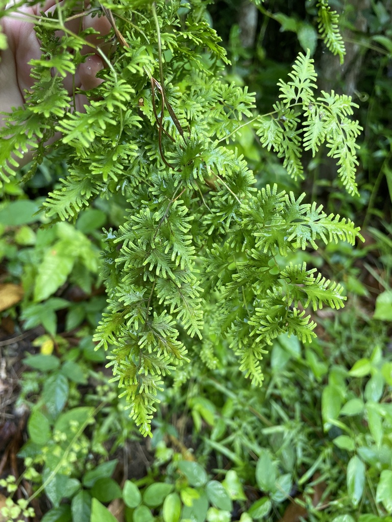 Japanese climbing fern from Puerto Rico, Toa Alta, Puerto Rico, US on ...