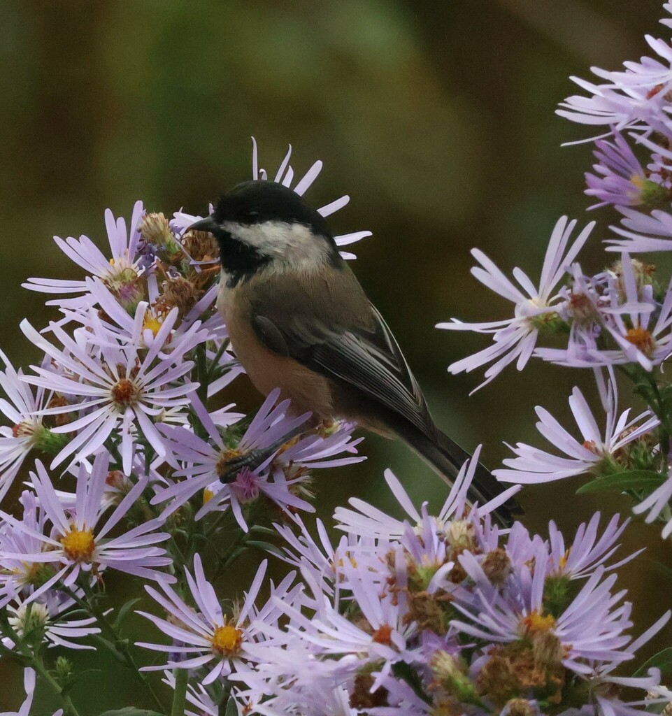 Black-capped Chickadee from Seattle, WA 98199 on September 17, 2023 at ...