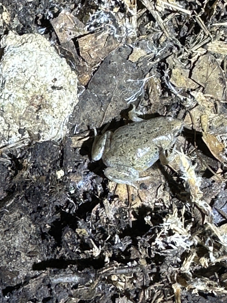 Western Narrow-mouthed Toad in September 2023 by Justin Pittman ...