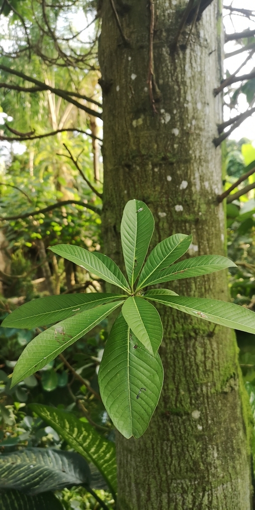 cannonball tree from Huai Mai, Song District, Phrae, Thailand on ...