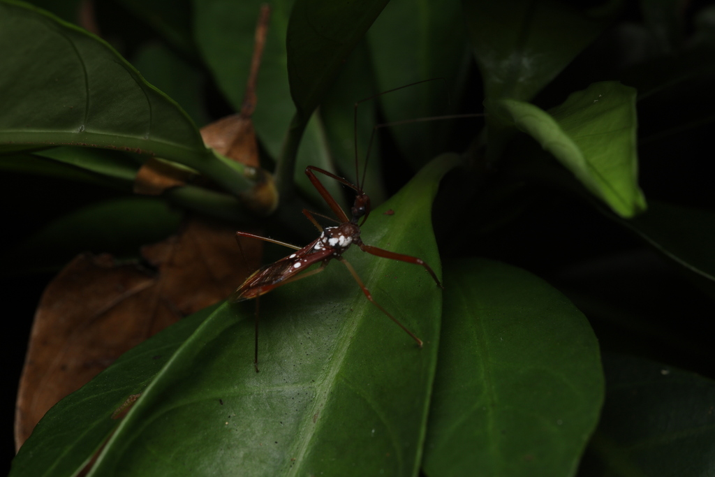 Epidaus famulus from Lo Wai, Hong Kong on September 24, 2023 at 08:17 ...