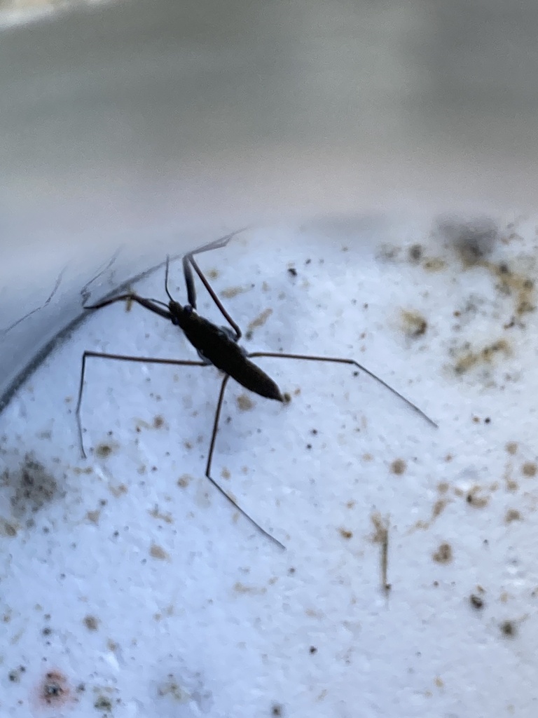 North American Common Water Strider from Tottenham Pl, Columbus, OH, US ...