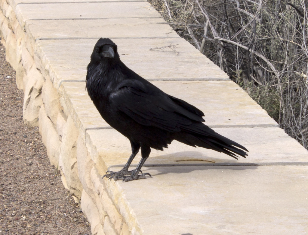 Common Raven from Petrified Forest, Petrified Forest National Park ...