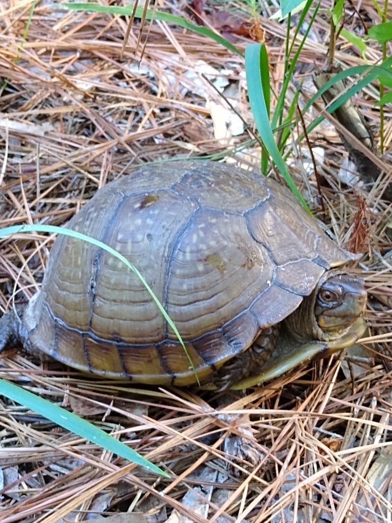 Common Box Turtle in September 2023 by Ben Thomasson · iNaturalist