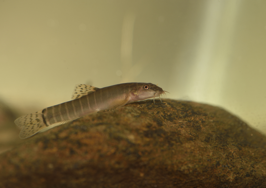 Striped Stone Loach from Karlapat, Odisha 766027, India on August 8 ...