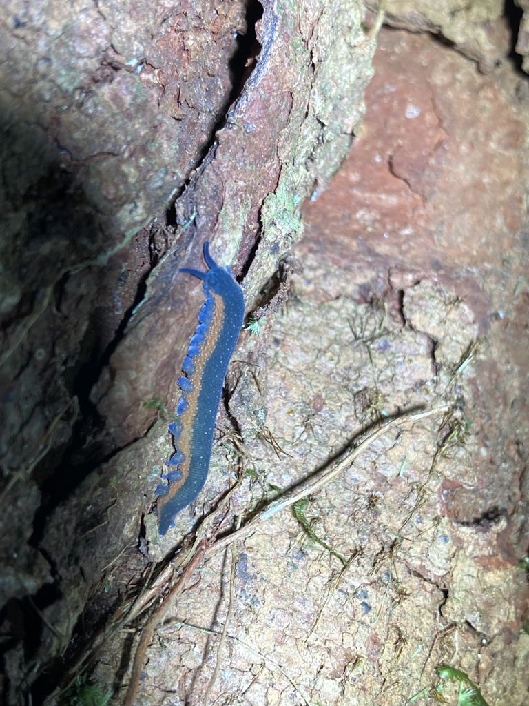 southern velvet worms from Paluma Range National Park, Paluma, QLD, AU ...