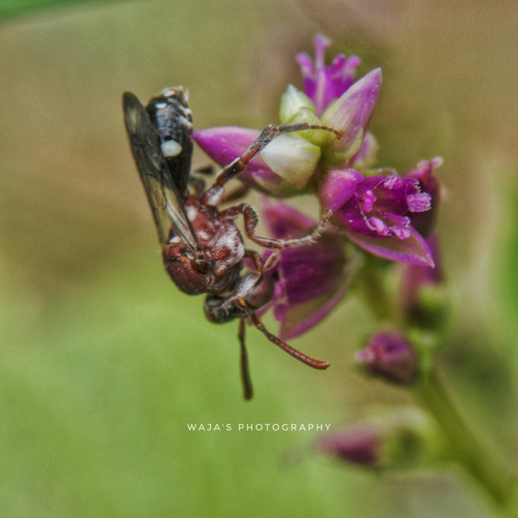 Nomad Bees from UC-2 Darsanno Channo, Karachi, Karachi City, Sindh ...