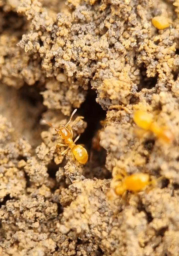 Yellow Meadow Ant from Welsh Harp Environmental Education Centre ...